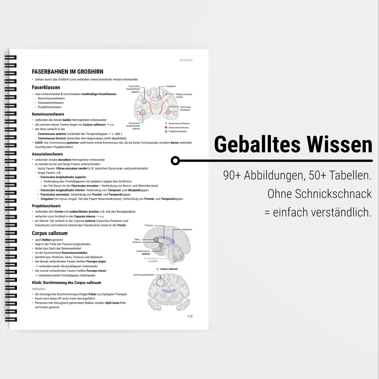 CORETEXT: Neuroanatomie - Die Zusammenfassung – CORETEXT GmbH