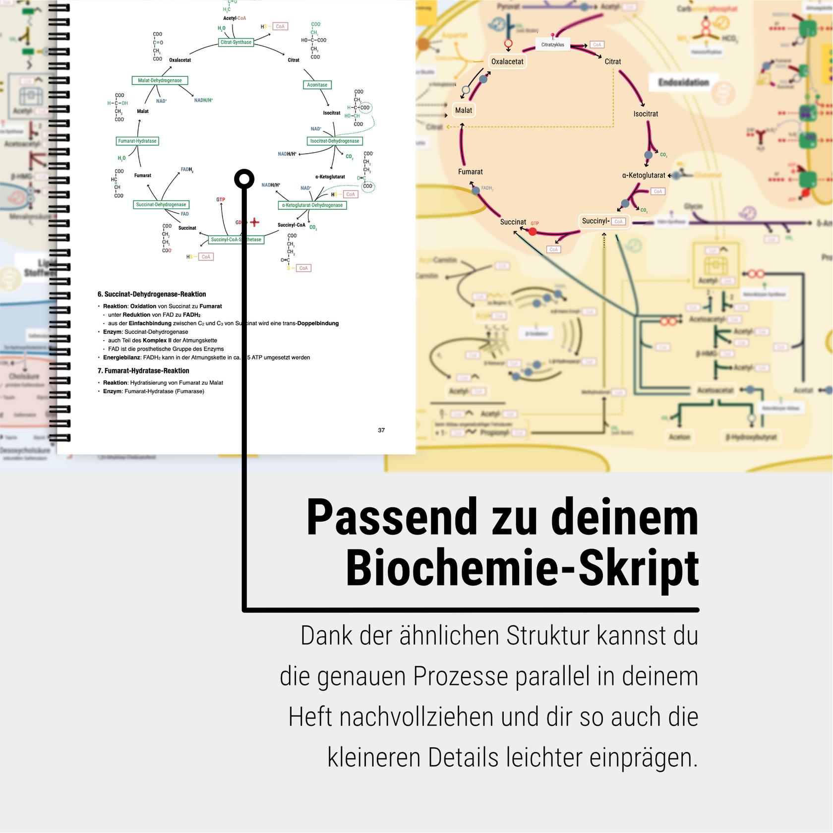 CORETEXT Skripte - Die Zusammenfassungen – CORETEXT GmbH